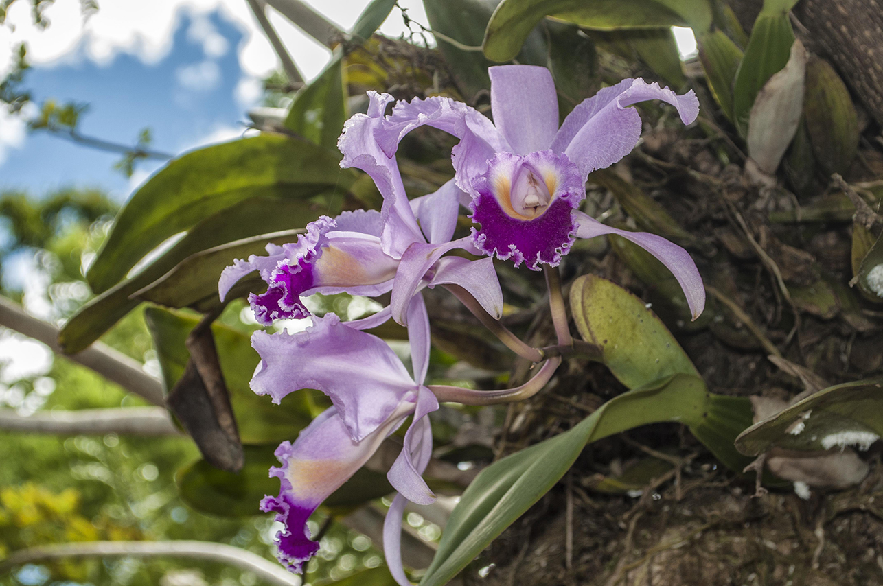 5 flores para darle un toque colombiano a tu jardín. - Club Jardinero