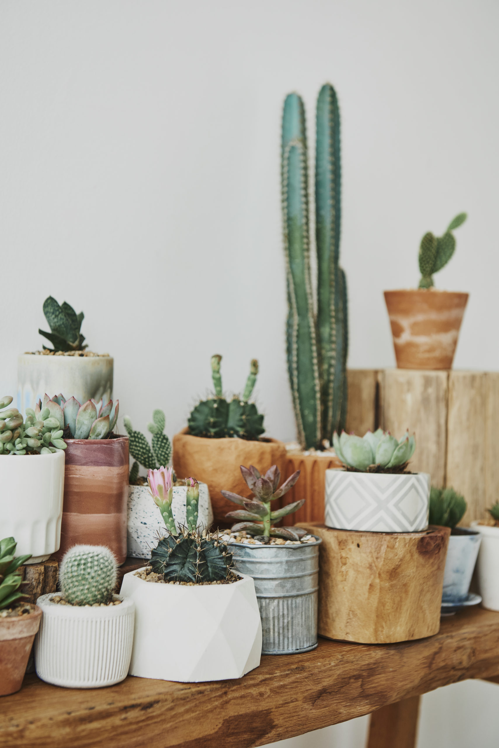 Tipos de macetas para tus cactus y suculentas - Club Jardinero