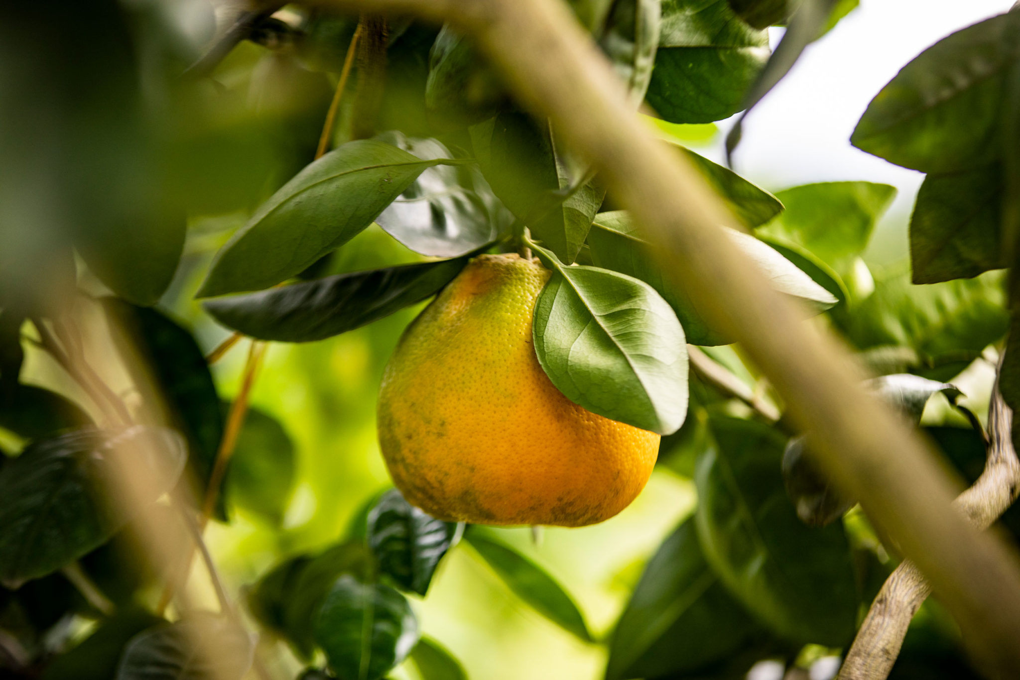Cultivando el amor por lo nuestro: Conoce el proceso de cultivo de ...