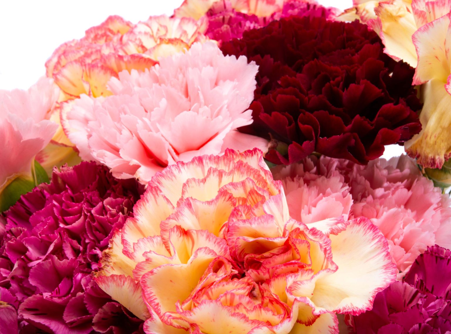 Guía para mantener una de nuestras flores: Los claveles - Club Jardinero