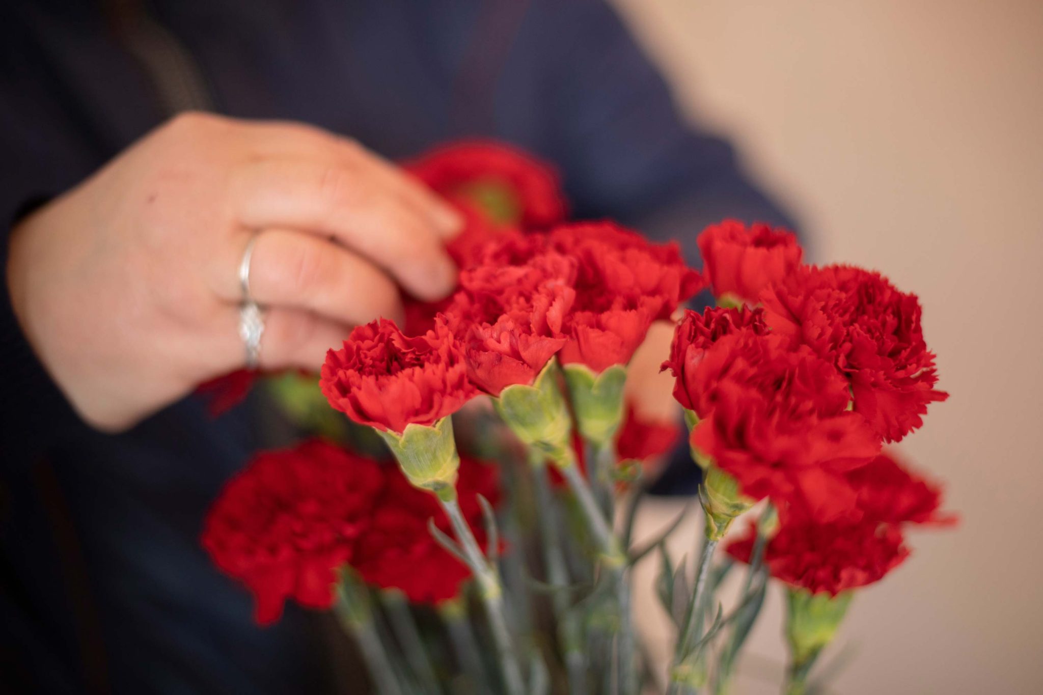 Guía para mantener una de nuestras flores: Los claveles - Club Jardinero
